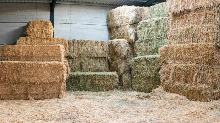 How Much Hay Do Cows Eat? A Detailed Guide
