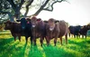 The Best Texas-Raised Beef from Small Family Ranches | Order Now