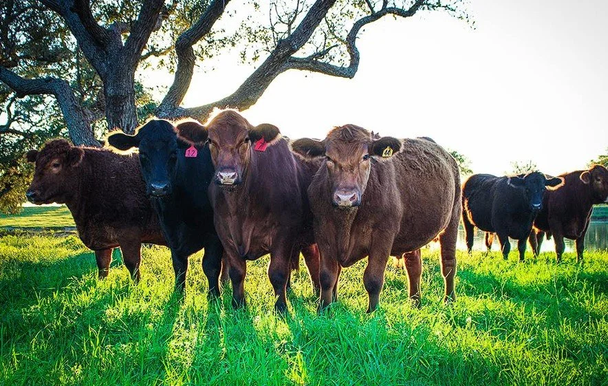 The Best Texas-Raised Beef from Small Family Ranches | Order Now
