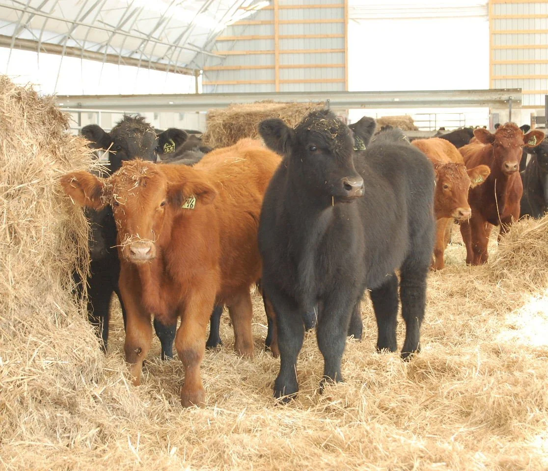 Efficient Cattle Shed Design for Small Herds: Top Solutions