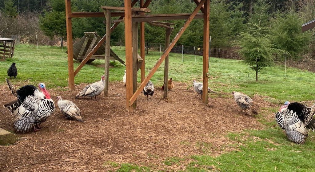 Mastering Mini Classic Turkey Rearing: A Comprehensive Success Guide