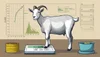 Recognizing Signs of Overweight or Underweight Goats | Essential ...