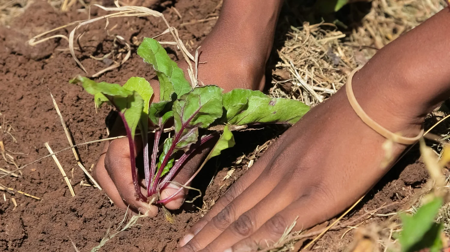 How to Grow Beets for Your Edible Home Garden
