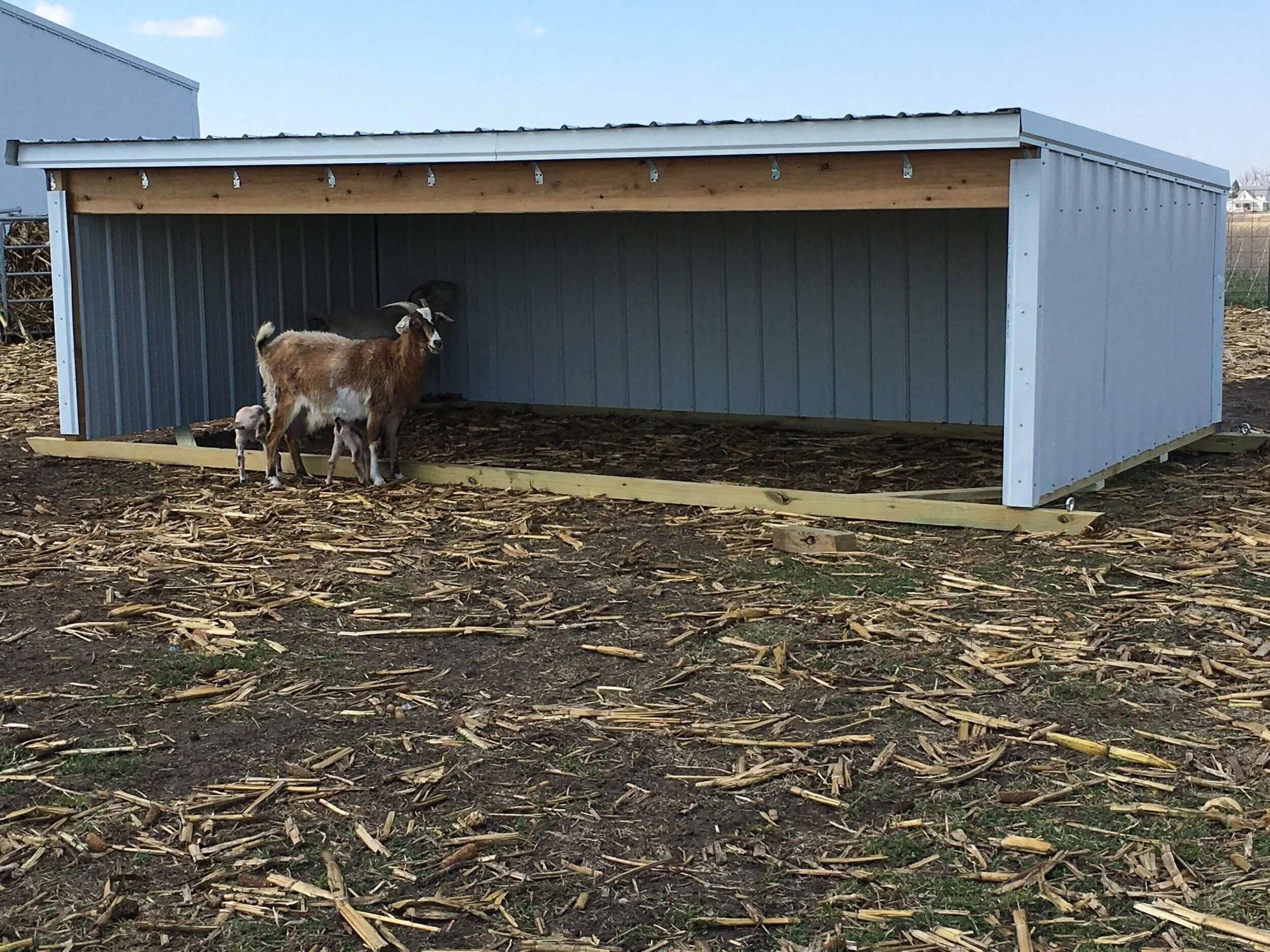 DIY Dairy Goat Housing | Create a Cozy Home for Your Goats