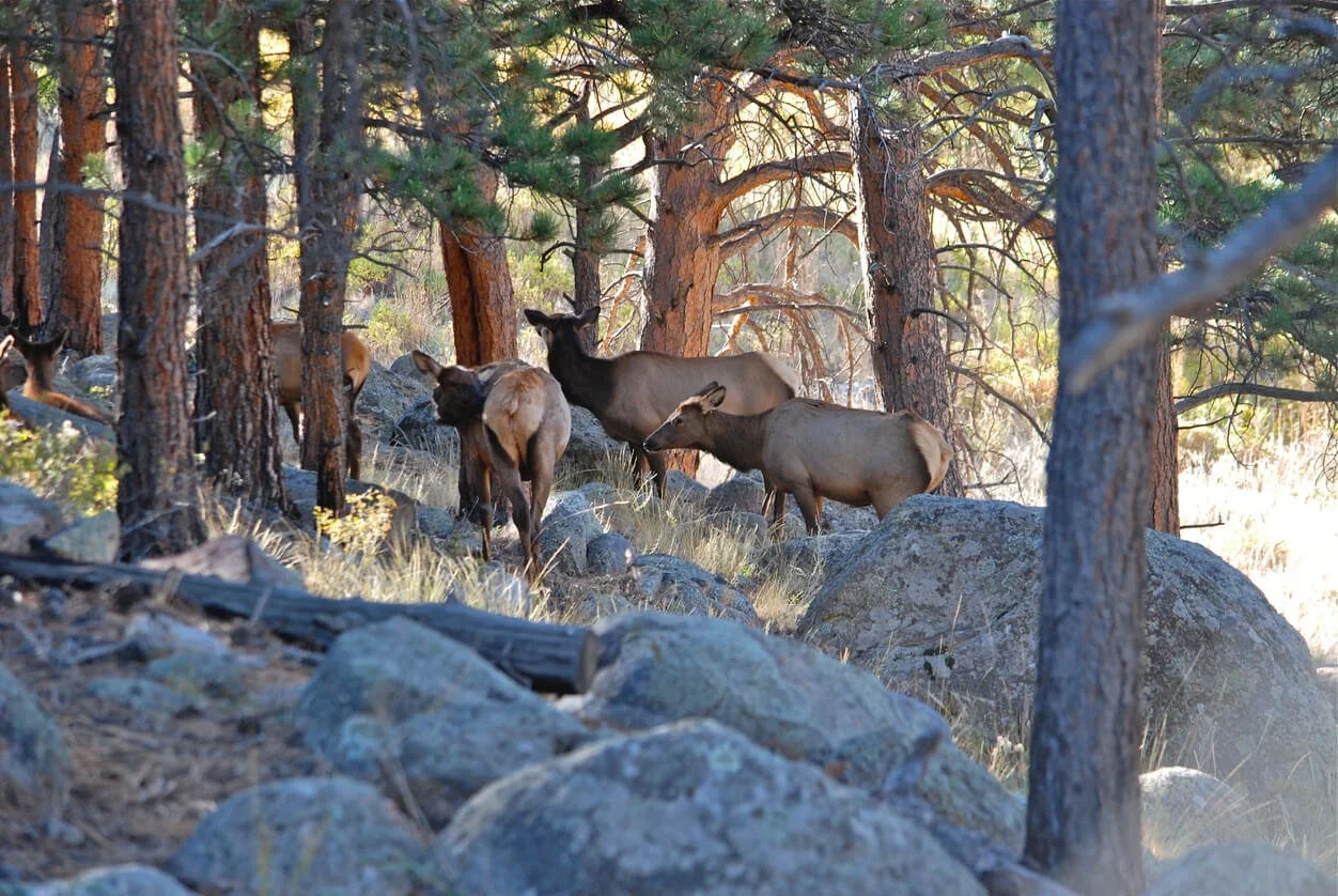 How to Become a Rancher | Tips for Becoming A Successful Rancher