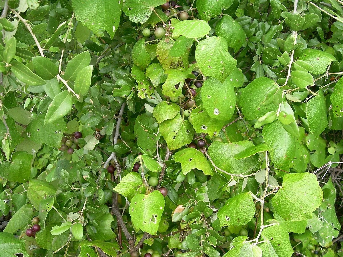 Foraging Fun: Finding Edible Wild Berries in Texas | An Outdoor Adventure!