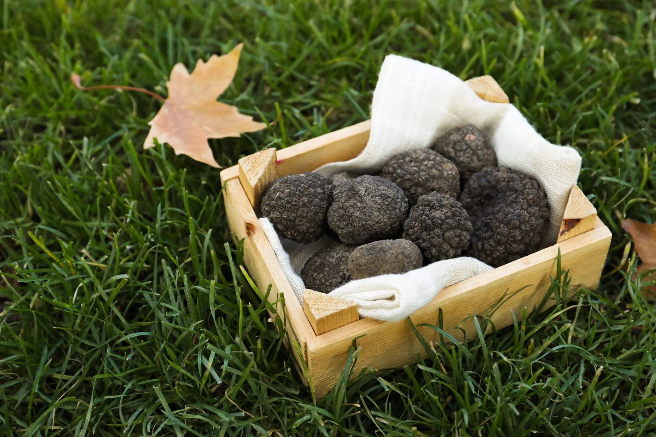 Truffle Habitats Uncovered: Discovering Where the Culinary Gems Thrive