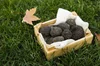 Truffle Habitats Uncovered: Discovering Where the Culinary Gems Thrive