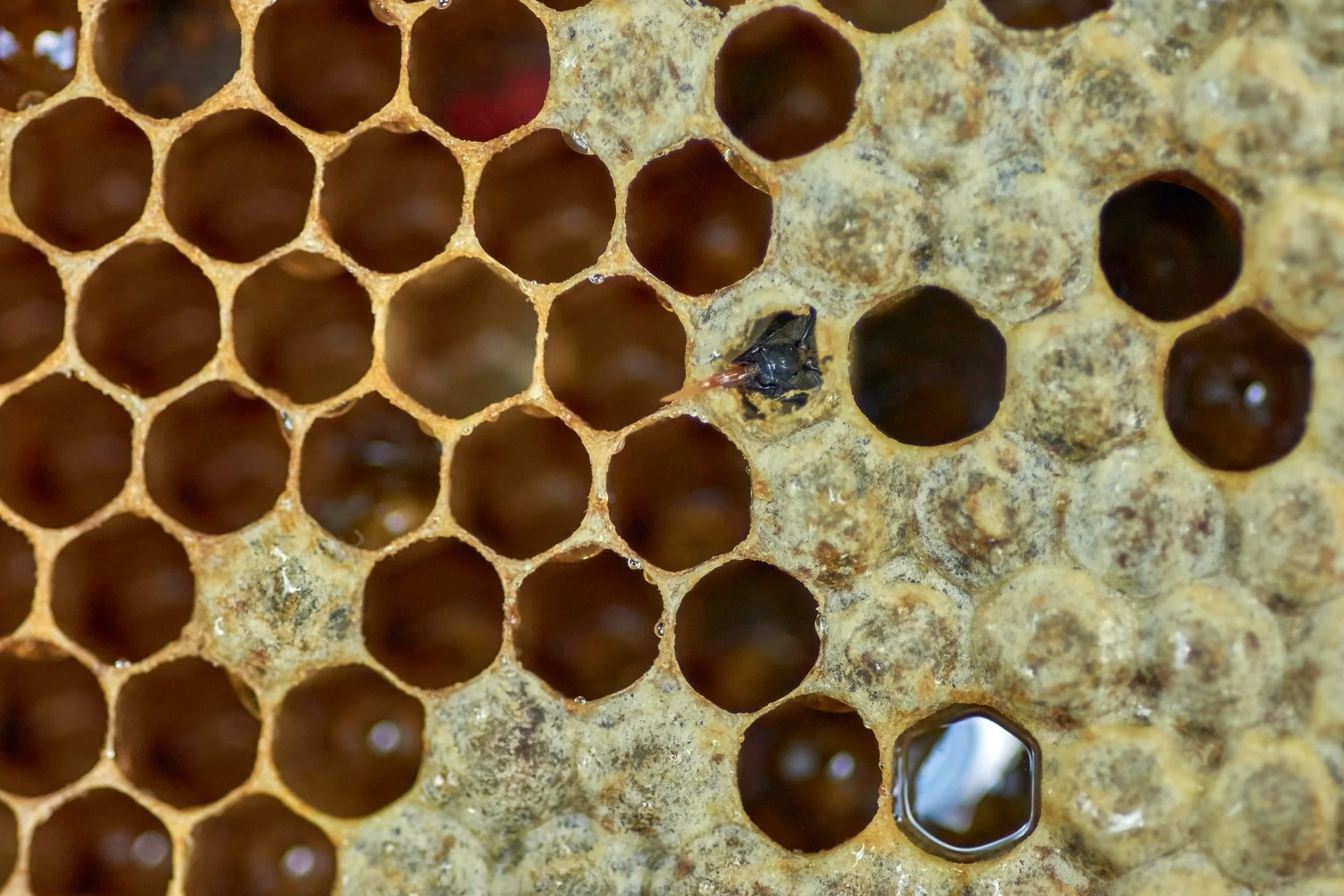 Bee Weaver Honey Farm | Making The World Sweeter Since 1888
