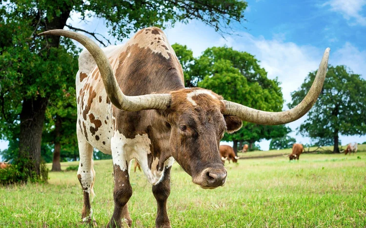 The 7 Most Popular Cattle Breeds in Texas