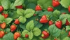 Mastering Ripeness: How to Tell If Strawberries Are Ripe