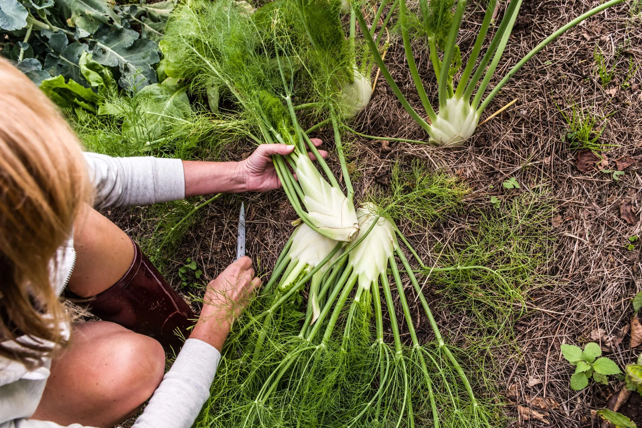 How to Grow Fennel