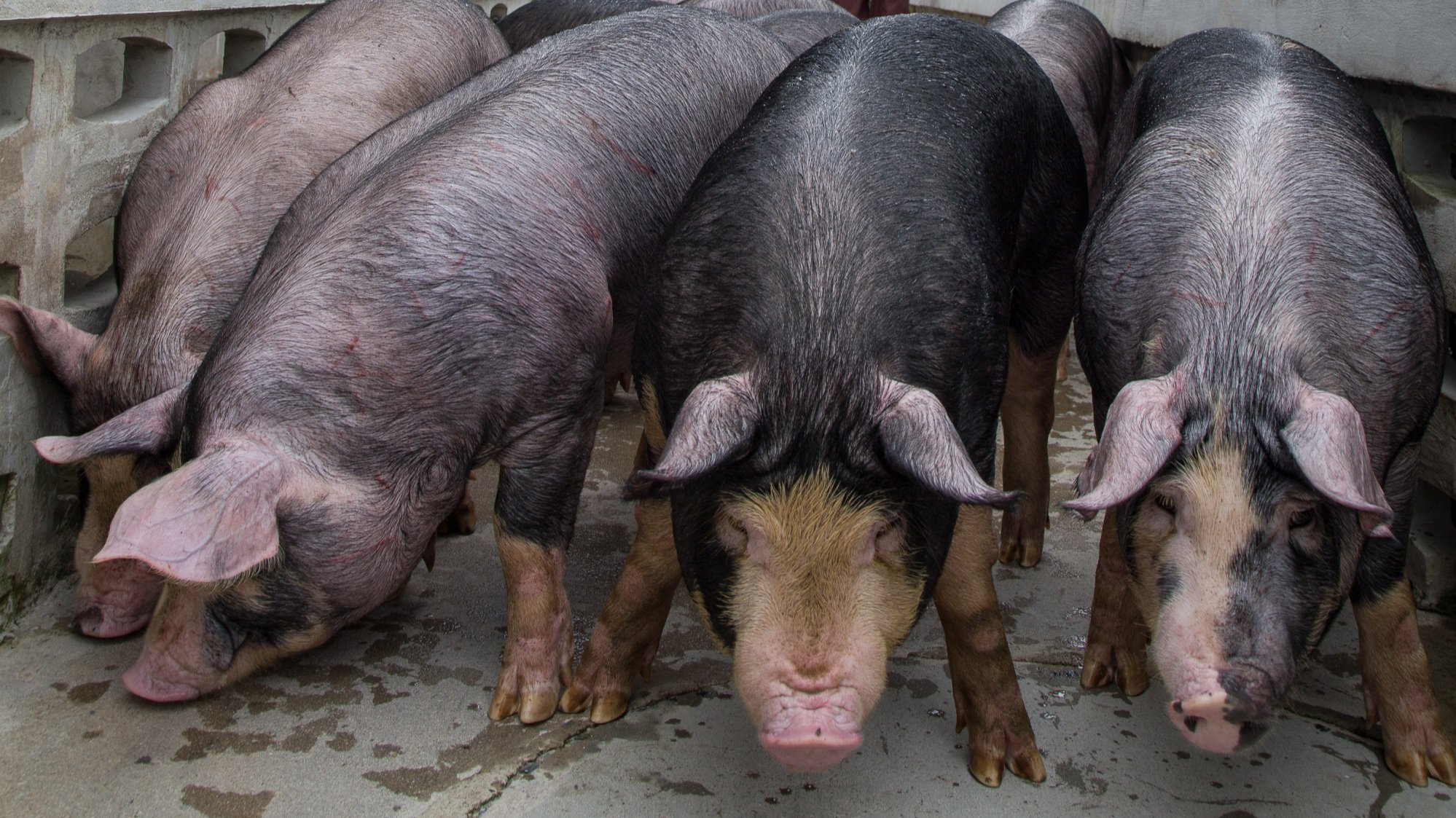 Maximize Profit Potenial with Heritage Pig Breeds | Benefits and Choices