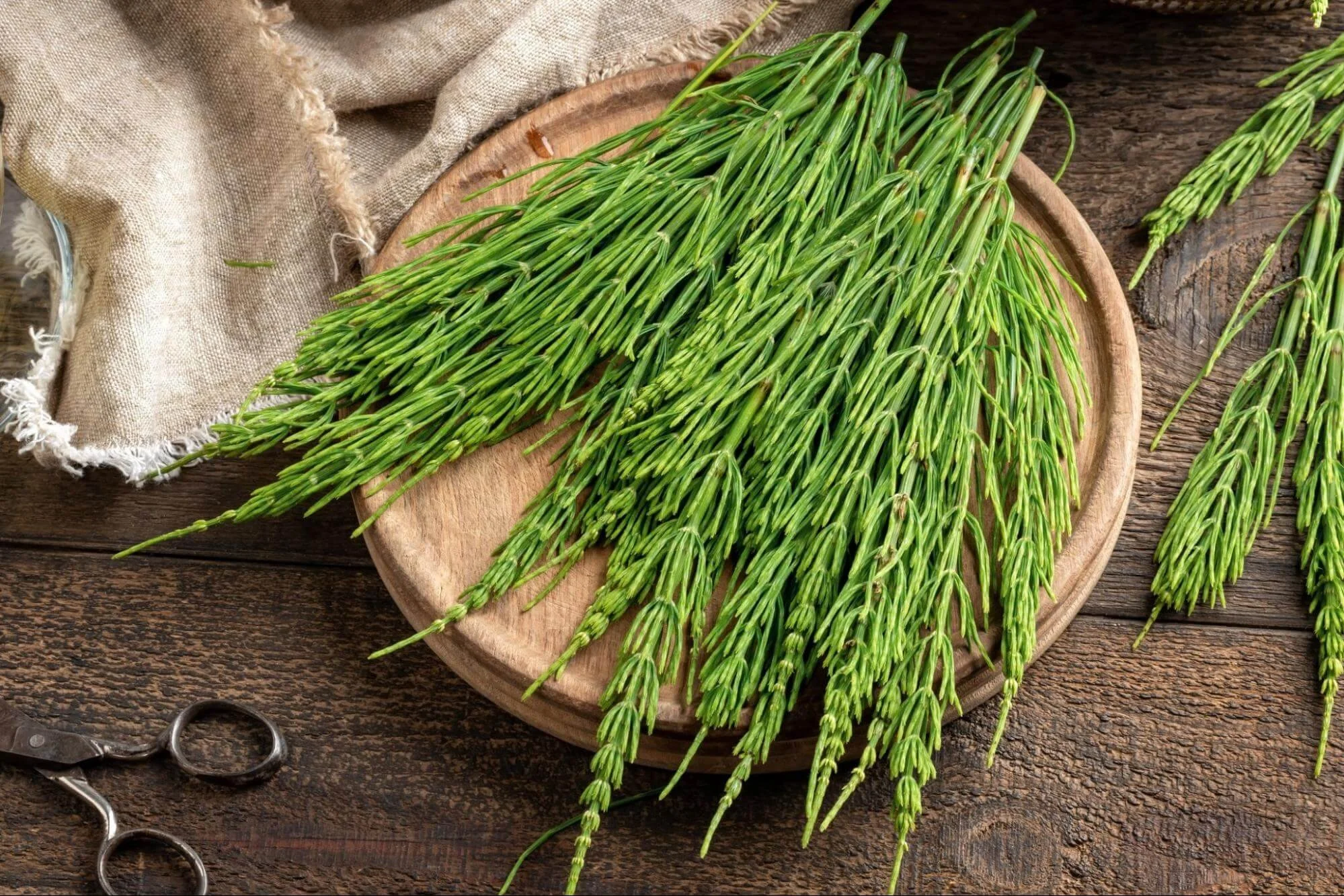 A Guide to Foraging in Texas | Learn Where and What to Pick in the Lone ...