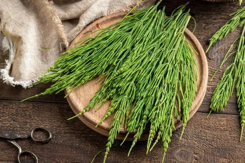 A Guide to Foraging in Texas | Learn Where and What to Pick in the Lone ...