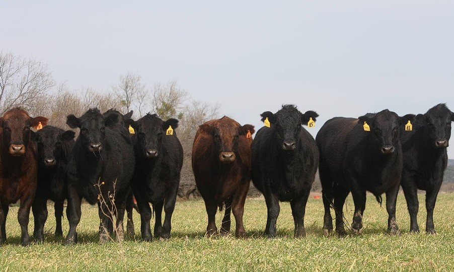 The Best Texas-Raised Beef from Small Family Ranches | Order Now