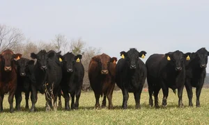 The Best Texas-Raised Beef from Small Family Ranches | Order Now