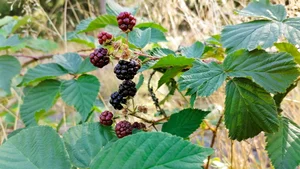 7 Edible Plants You Can Find in Texas | Foraging for Delicious Snacks