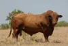 Beefmaster Cattle: Key Insights and Benefits for Efficient Farming
