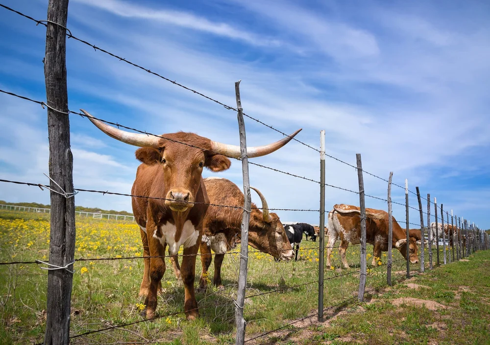 How to Start a Ranch in Texas | The Texan Dream