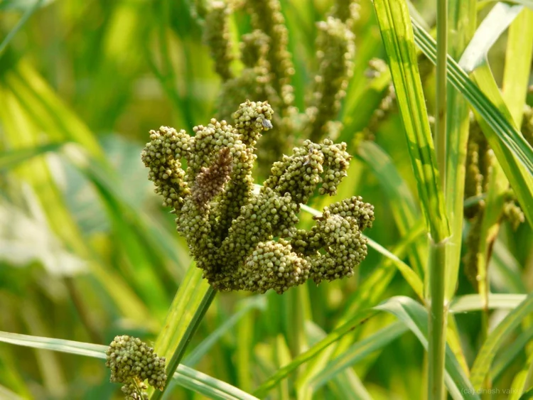 The Ultimate Guide to Growing Millet: Tips for Successful Cultivation
