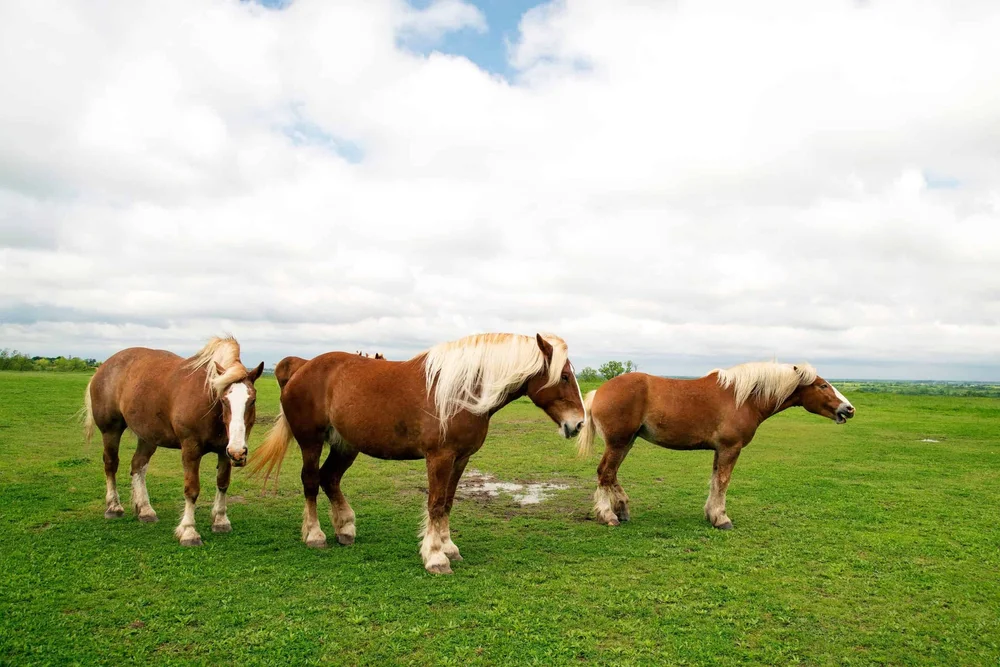 Different Draft Horse Breeds: Strength, Stamina, and Legacy Unveiled