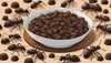 Exploring the Unique Delicacy of Chocolate-Covered Ants: A Surprising ...