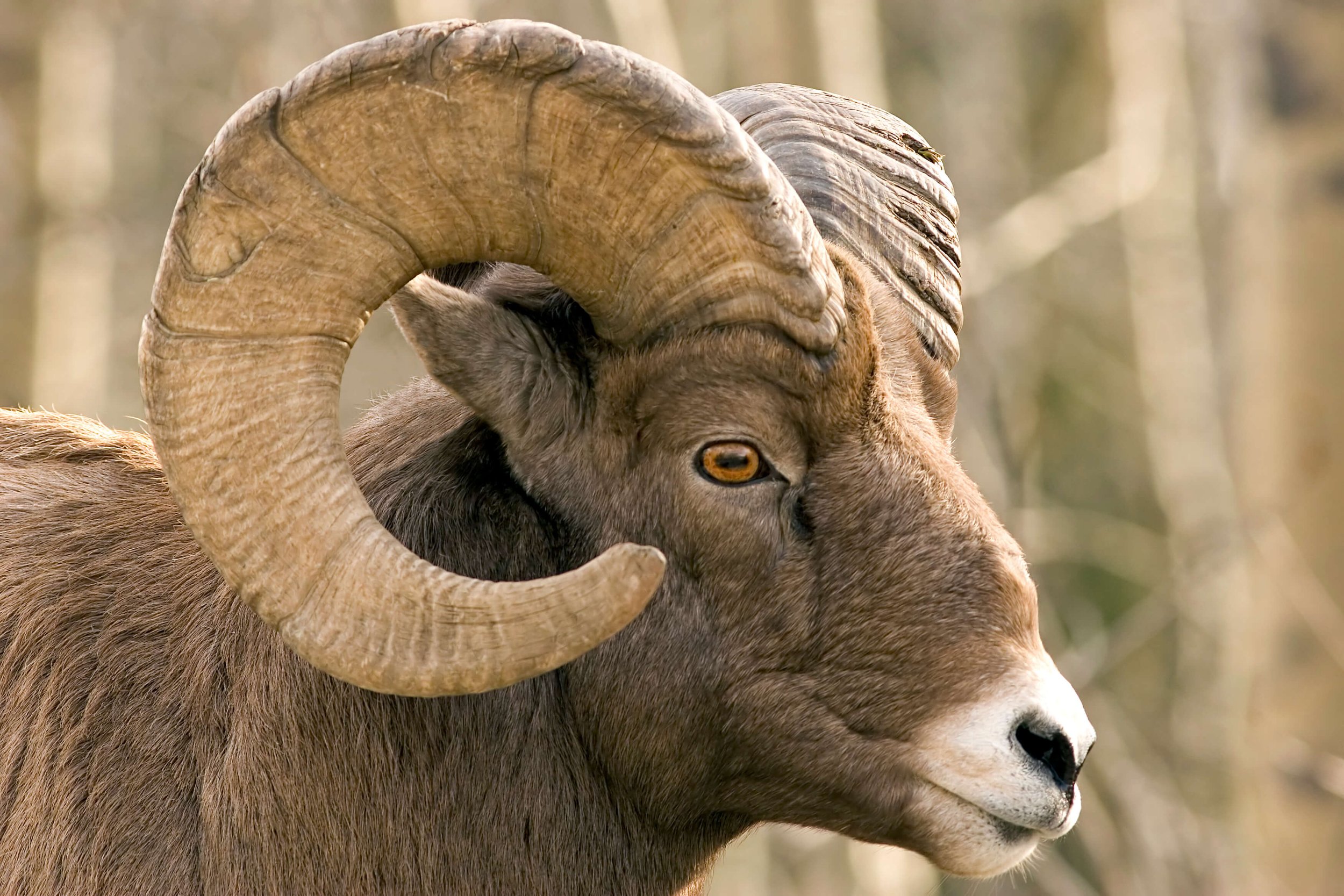 Are Rams Truly Dangerous? Dispelling Myths & Assessing Risks