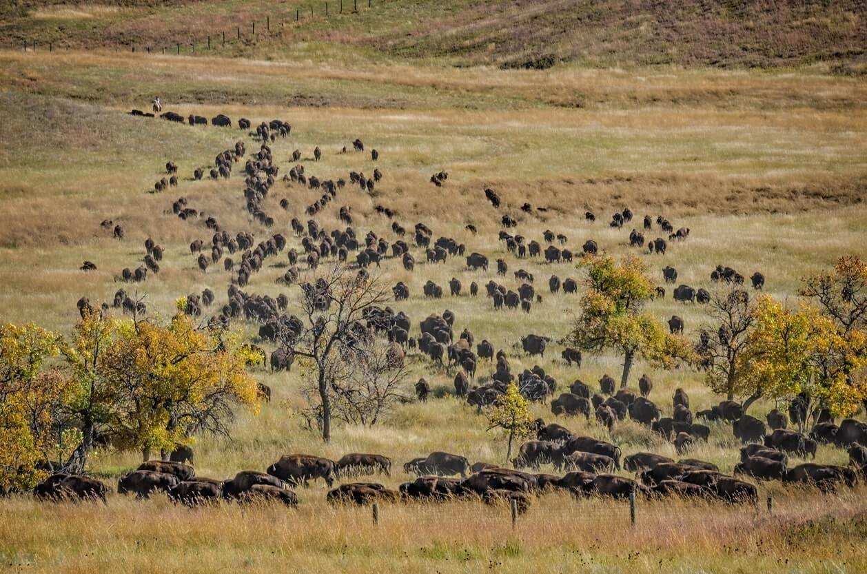 The History of The Legendary American Bison | An Unforgettable Tale