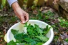 A Guide to Foraging in Texas | Learn Where and What to Pick in the Lone ...
