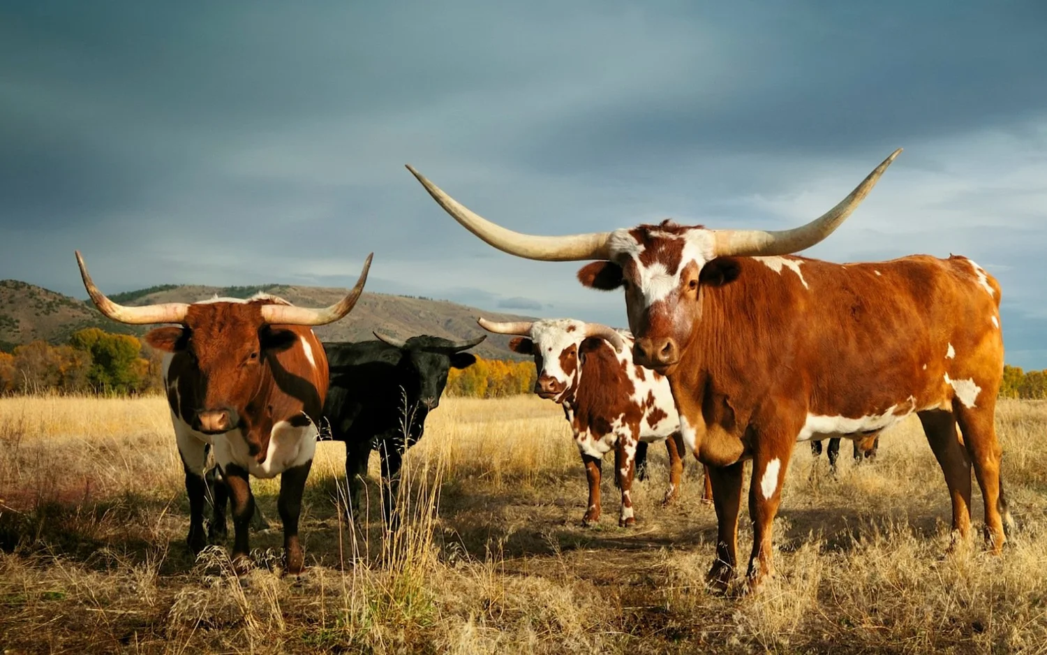 6 Best Texas Longhorn Ranches For Quality Meats | Explore the Wild West ...