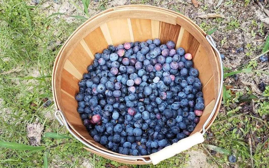 Best Texas U-Pick Farms For Blueberry Picking | Family Fun!