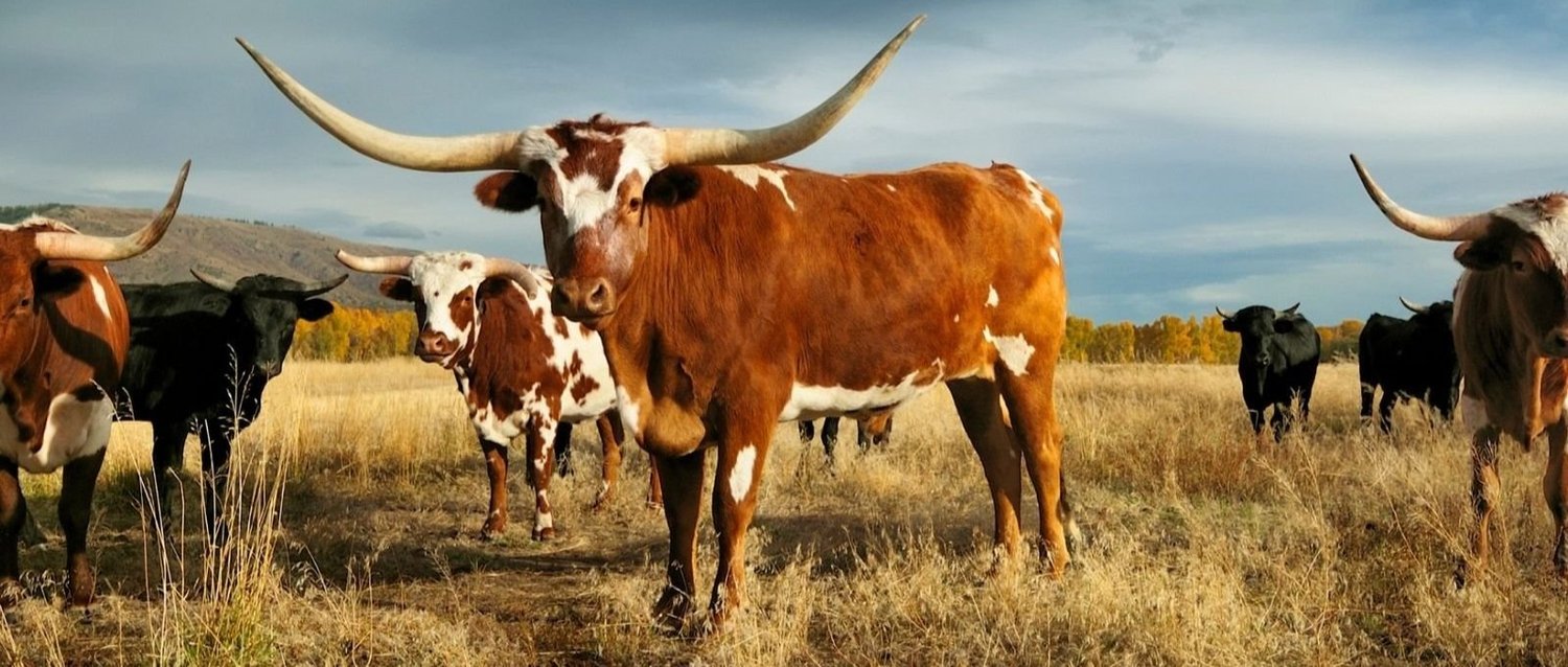 History of the Texas Longhorn & Why it's Popular | Discover its Origins