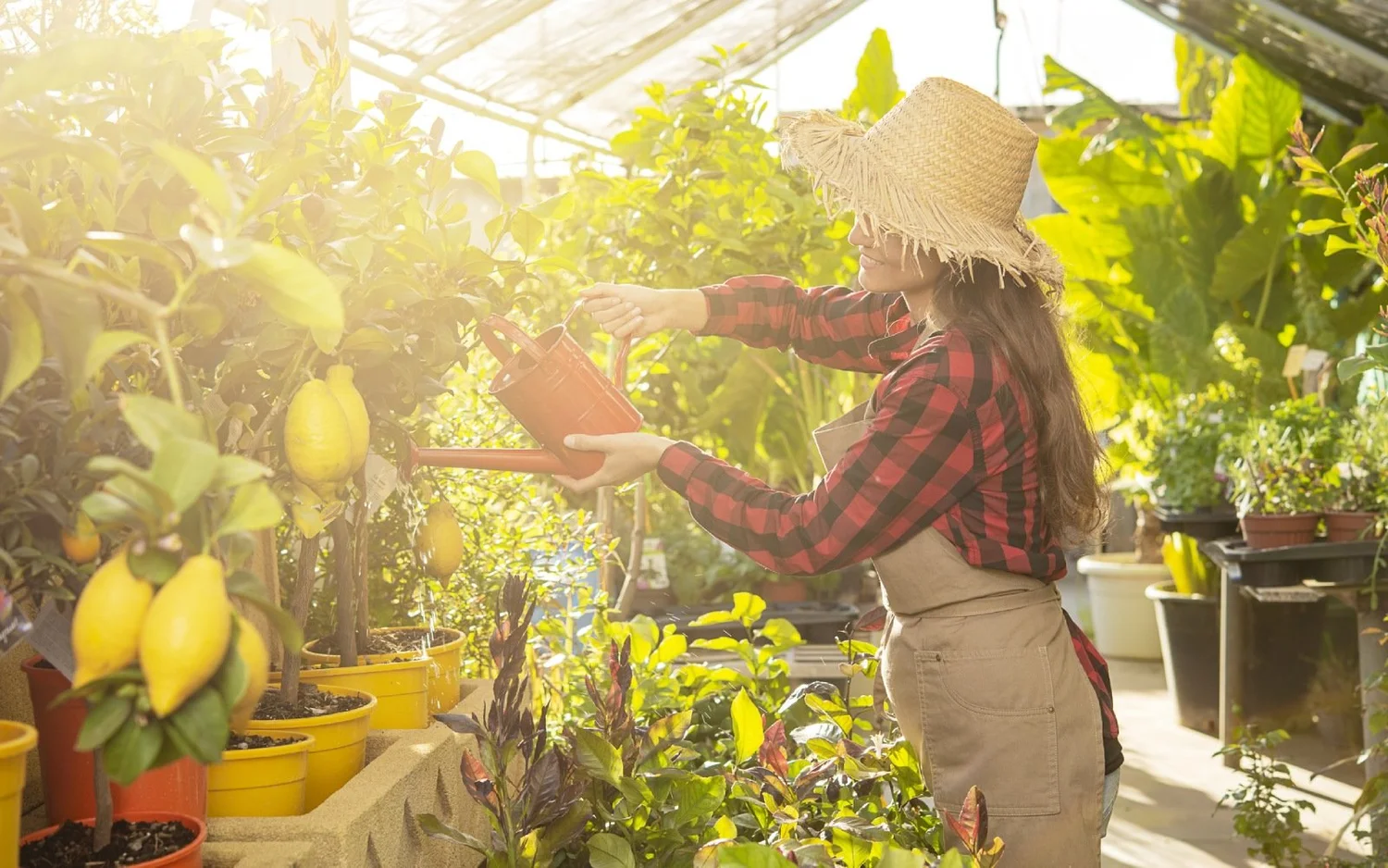 Growing Citrus and Other Fruit Trees in Texas | North Texan Agriculturists