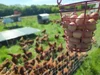 7 Texas Chicken Farms for Pastured Farm Fresh Eggs & Poultry
