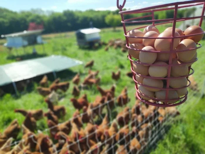 7 Texas Chicken Farms for Pastured Farm Fresh Eggs & Poultry