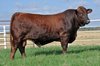 Beefmaster Cattle: Key Insights and Benefits for Efficient Farming