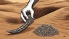 Exploring the Exotic Delicacy of Witchetty Grub: A Culinary Journey