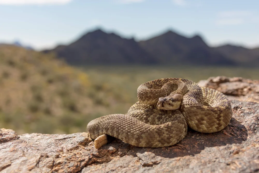Discovering the Wild Snakes of Texas: A Detailed Exploration of Native ...