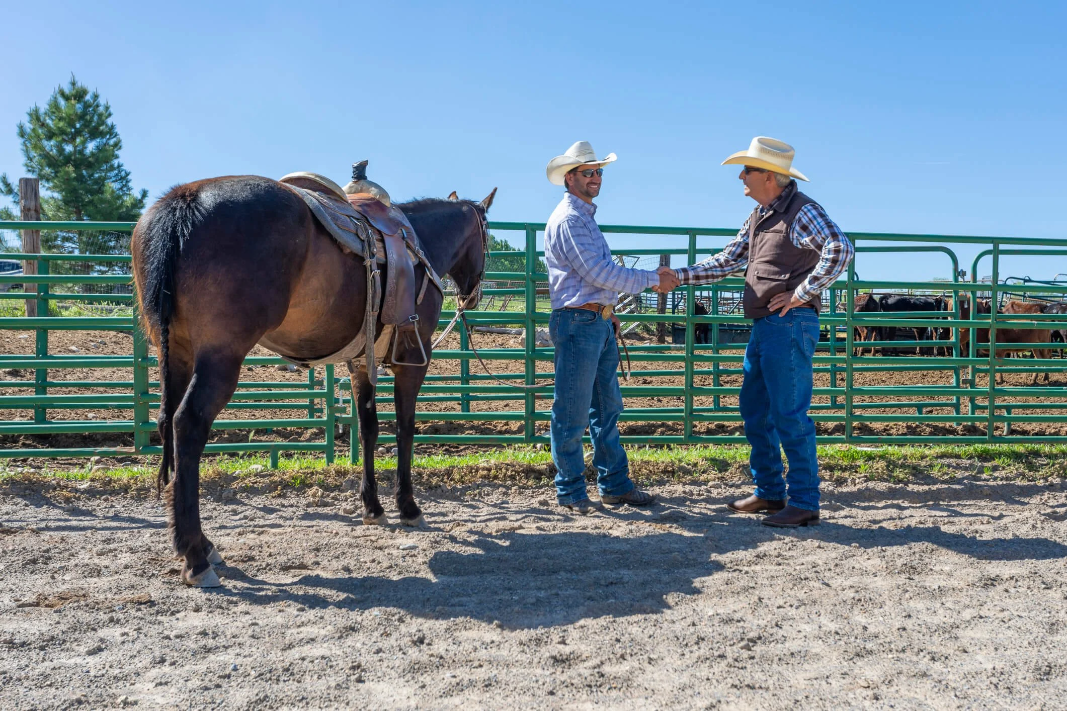 Mastering Horse Farming: A Comprehensive Guide to Thriving in Equine ...