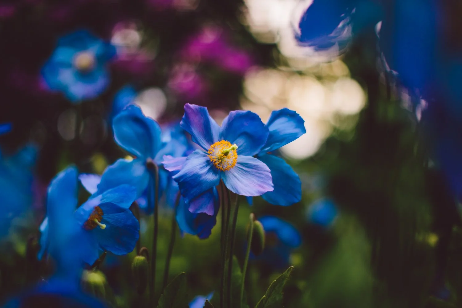 Entry Times & Admission Prices — DALEMAIN MANSION & HISTORIC GARDENS
