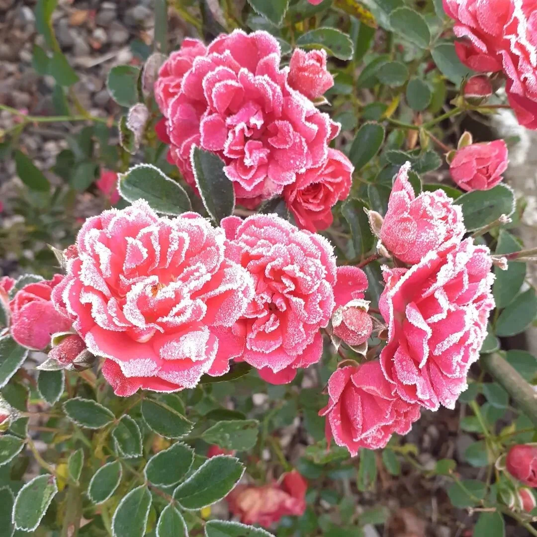 Dalemain Historic Mansion & Gardens