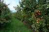 List of North Country Hard Apple Ciders