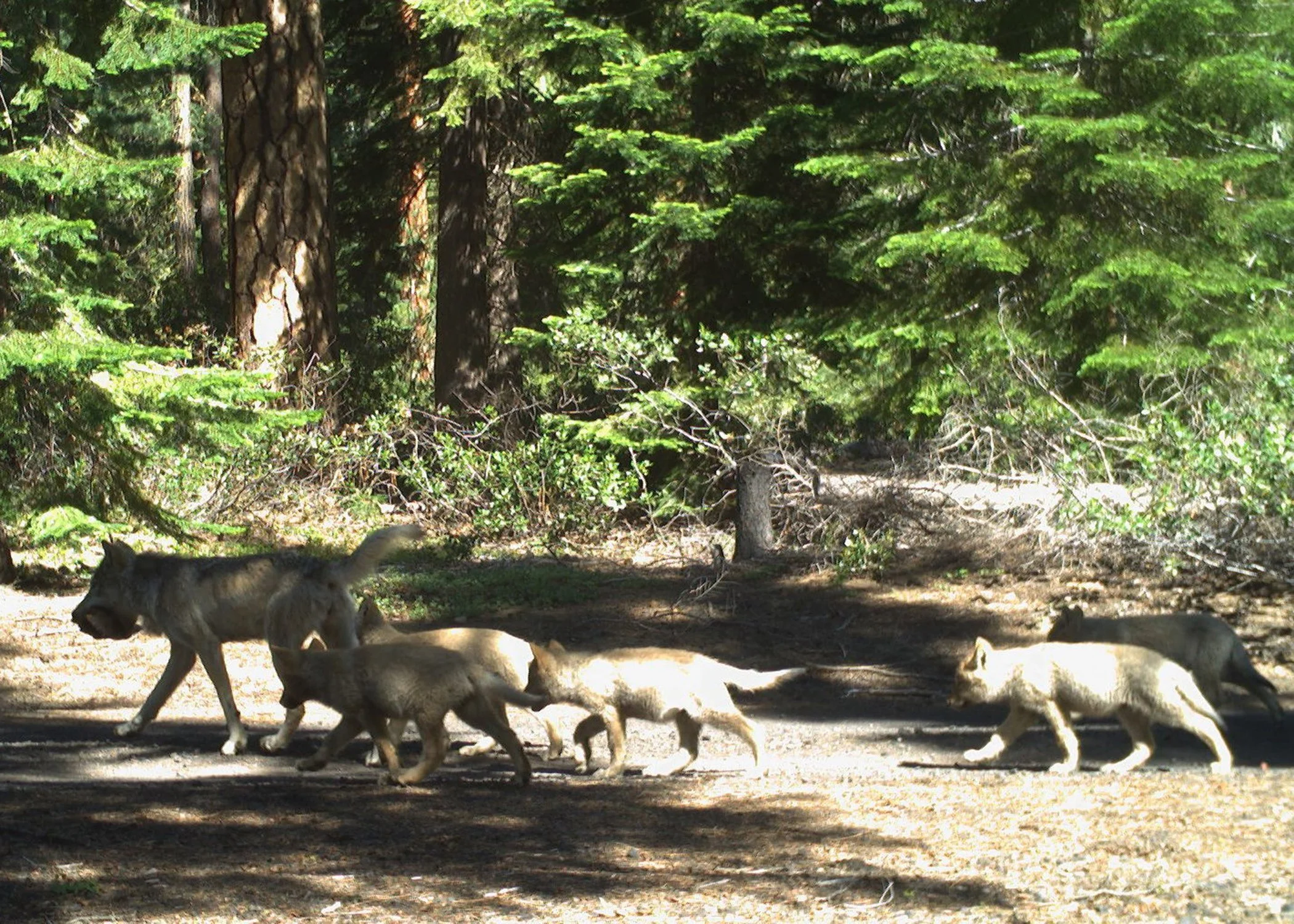 Gray Wolf Pack In Forest