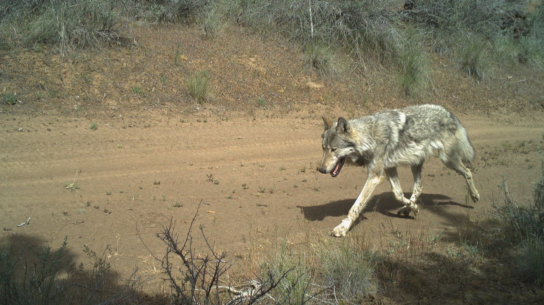 Responsibly sharing our trails with returning gray wolves — SISTERS ...