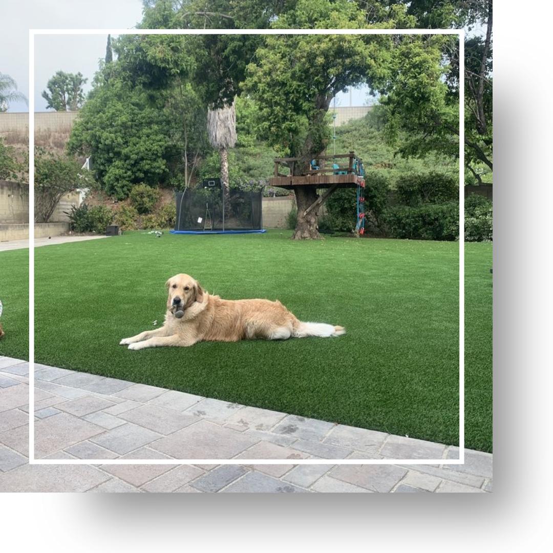 Green Forever Turf Texas