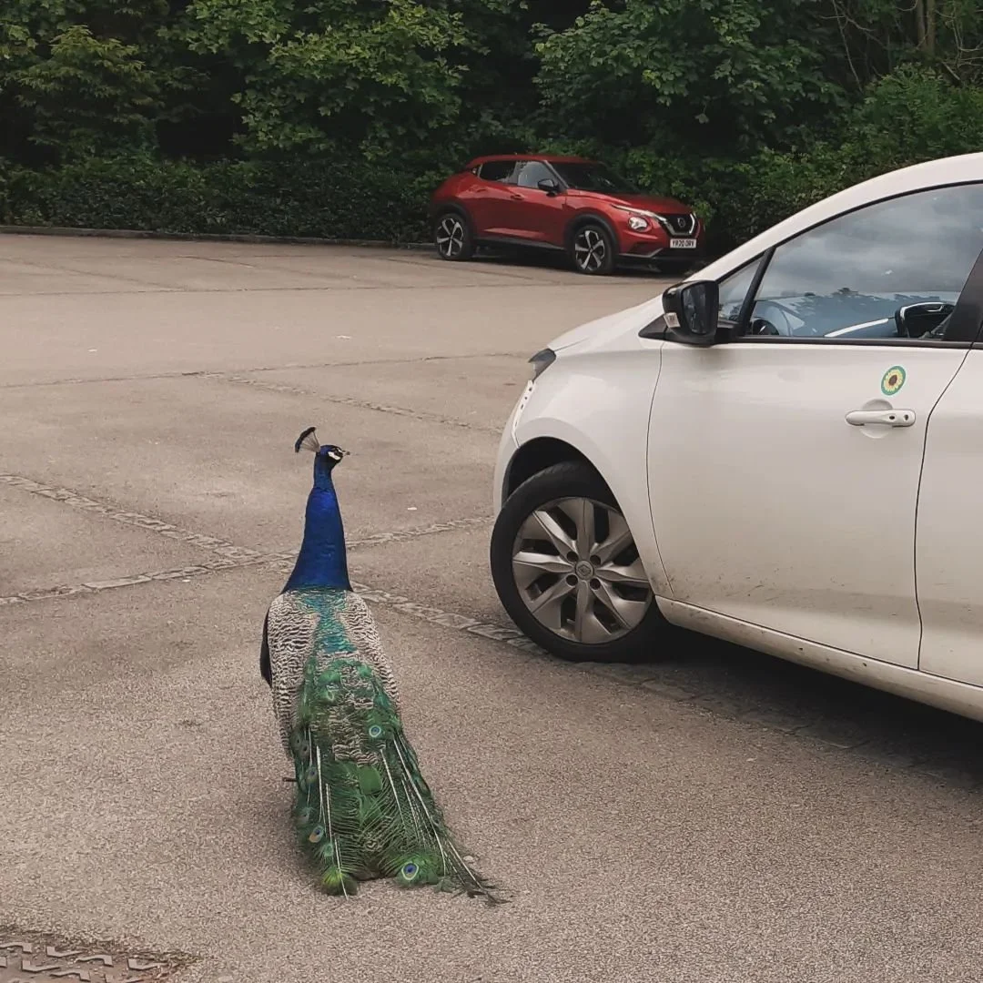 The Fern String Quartet
