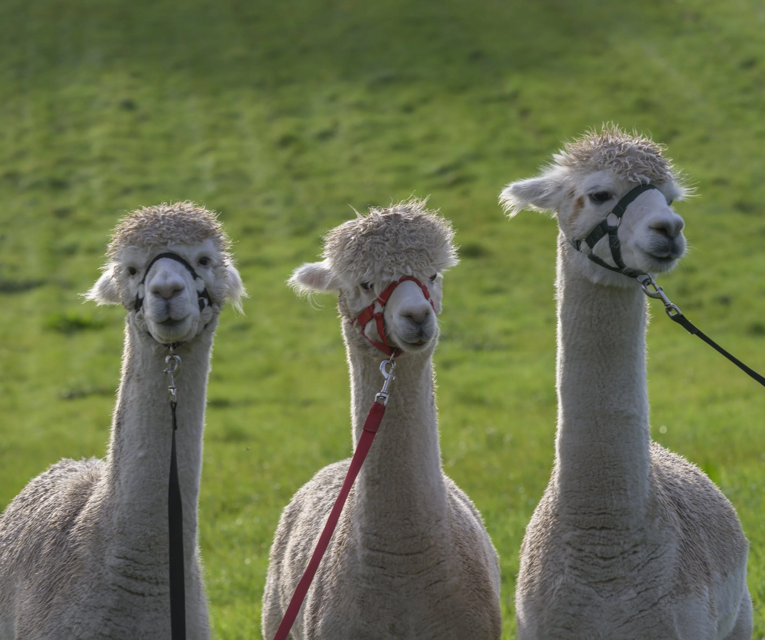 Camping in The Borders — Tweed Valley Blogger | Tour Guide | Scottish ...