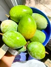 The BEST Fresh Mango Salsa Recipe (Quick + Easy) — Jazz Leaf