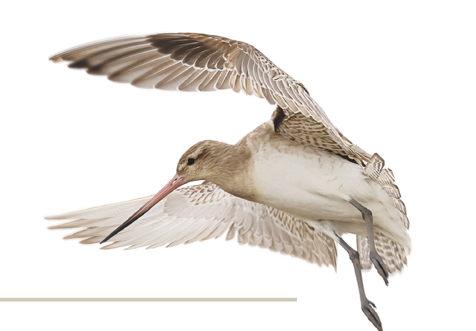 Our story — Advance care planning